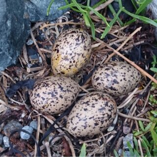 Lihou Island - The Lihou Charity LBG - Lihou Island House