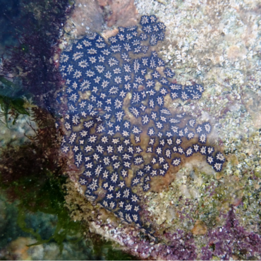 Lihou Island - The Lihou Charity LBG - Lihou Island House