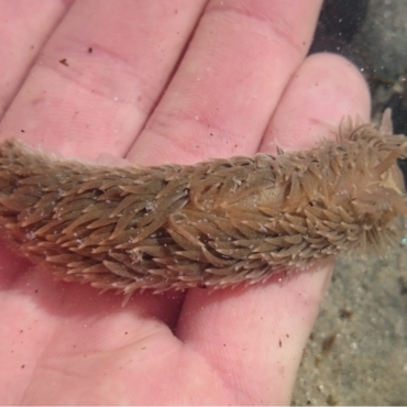 Lihou Island - The Lihou Charity LBG - Lihou Island House