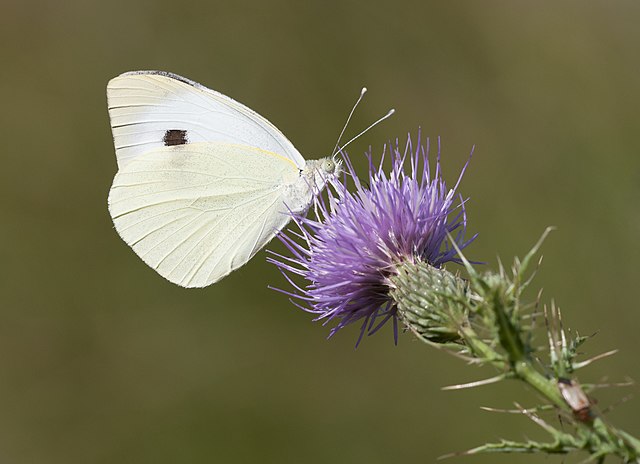 Large White / Cabbage White - The Lihou Charity LBG - Lihou Island House