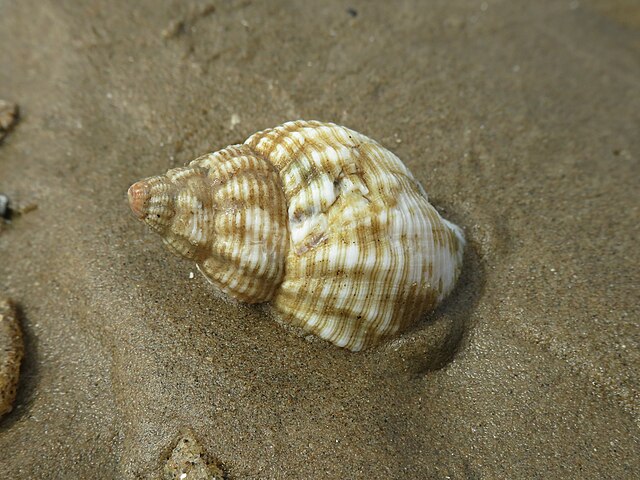 Common Whelk (Edible Whelk) - The Lihou Charity LBG - Lihou Island House