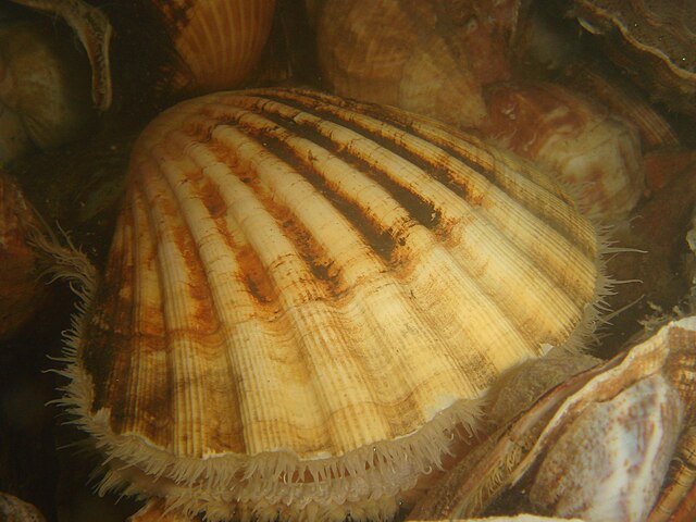 Scallop - The Lihou Charity LBG - Lihou Island House