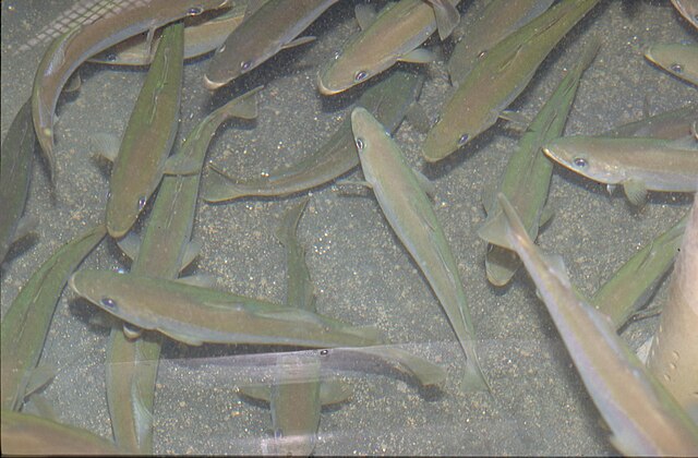 juvenile pollock